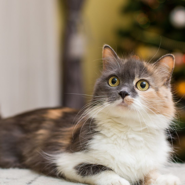 Cat Neuter Surgery In Vero Beach, FL 32967 | Mermaid SANDS Inc.