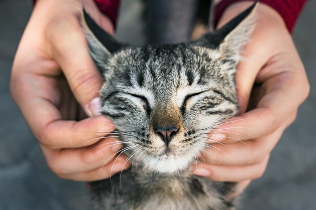 Cat Spay Surgery In Vero Beach, FL 32967 | Mermaid SANDS Inc.