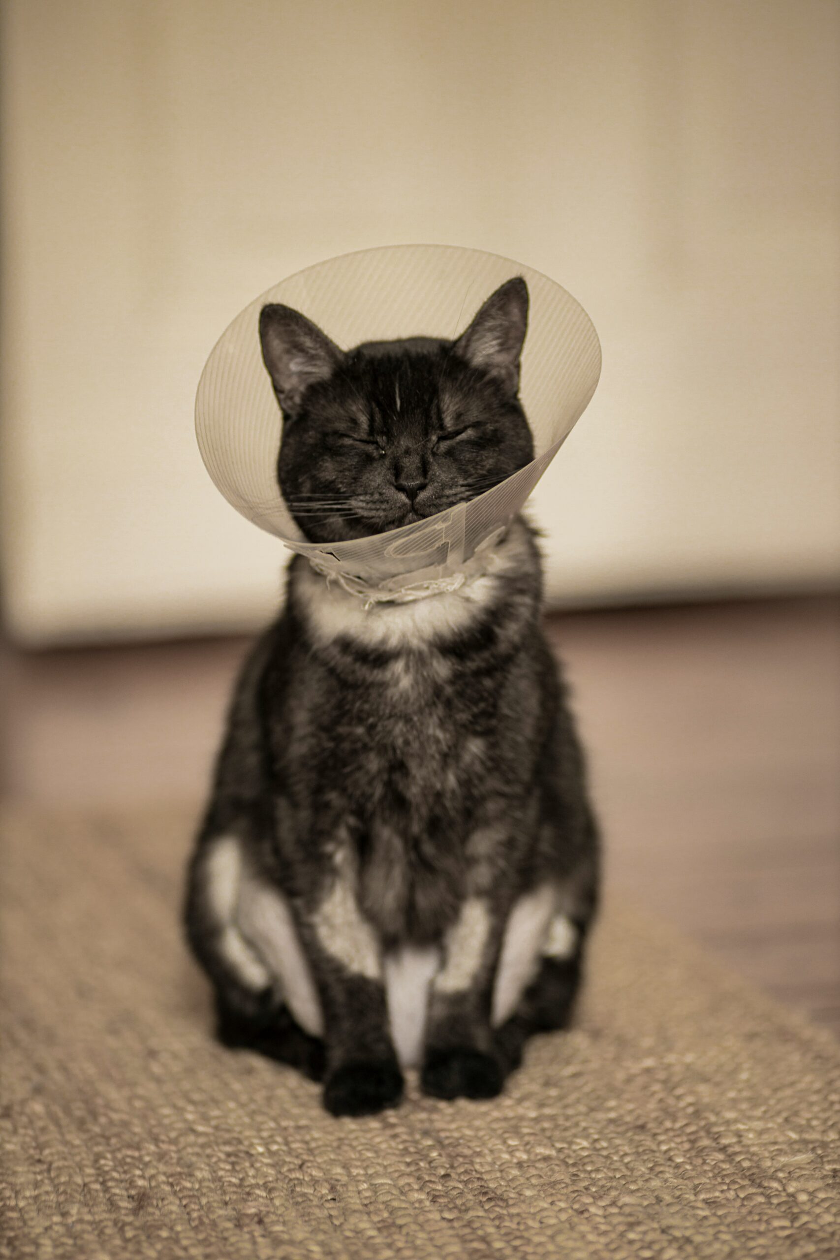 Cat Spay Surgery In Vero Beach, FL 32967 | Mermaid SANDS Inc.